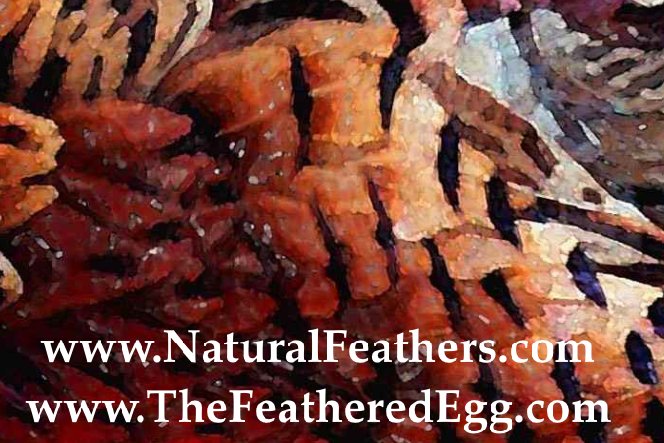 how to care for feathers - Natural Feathers... In Stock From Our Own Flock