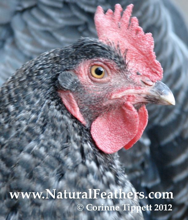 Cuckoo Maran Chicken Feathers – Medium Bag - Natural Feathers... In ...
